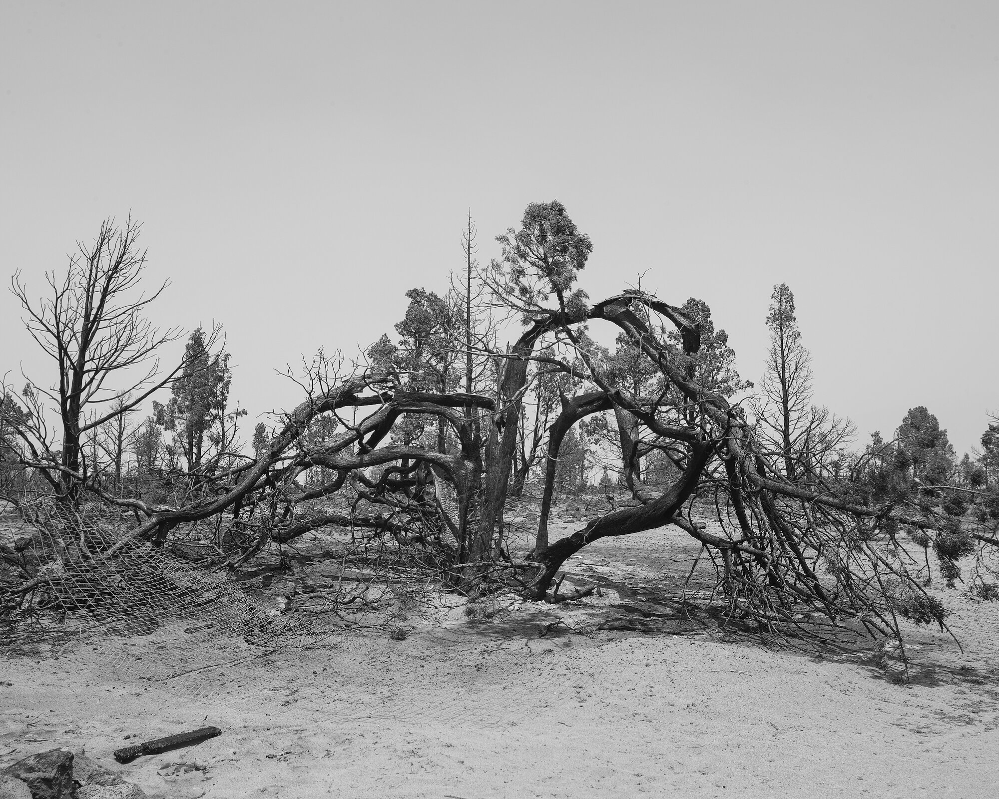 Pao Houa Her’s Elusive Illusions at Baxter Street - Asian American Arts ...
